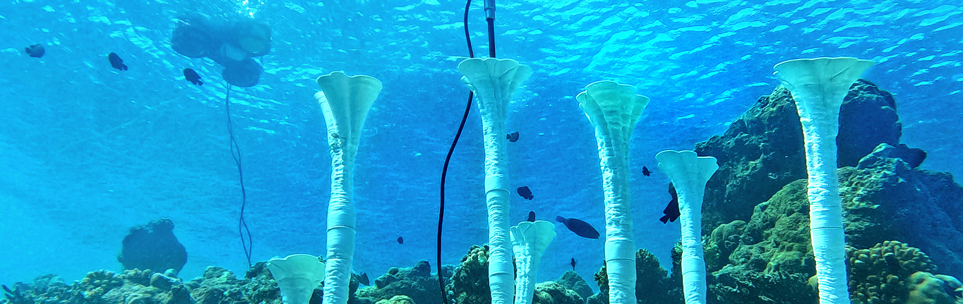Coral Sonic Resilience_Exciting Progress